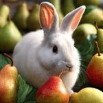 Can Rabbits Eat Peaches? Natural Diet, Safety & Nutritional Guide for ...